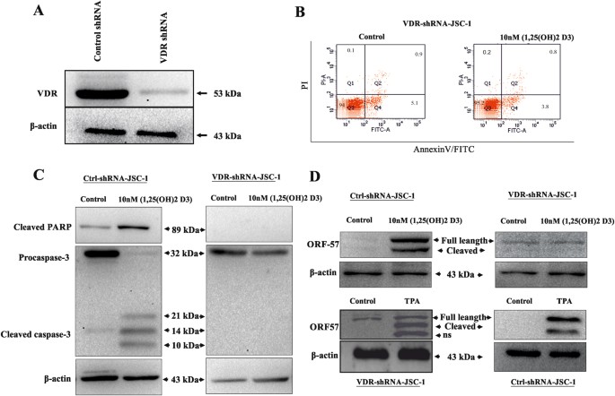 1, 25(OH)2 D3 Induces Reactivation and Death of Kaposi’s Sarcoma-Associated Herpesvirus of ...