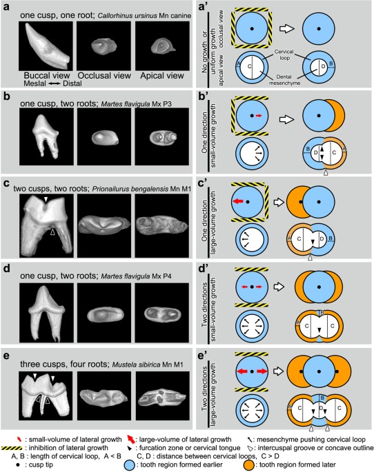 Regulation of root patterns in mammalian teeth | Scientific Reports