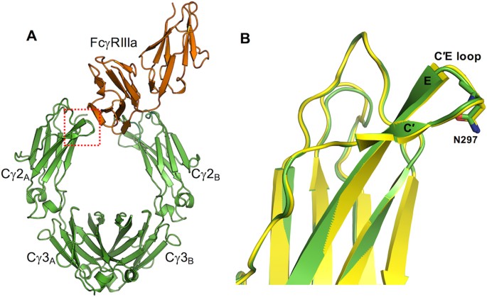 Effects of N-Glycan Composition on Structure and Dynamics of IgG1 Fc ...