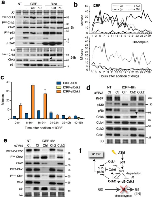 Cdk2 strengthens the intra-S checkpoint and counteracts cell cycle exit ...