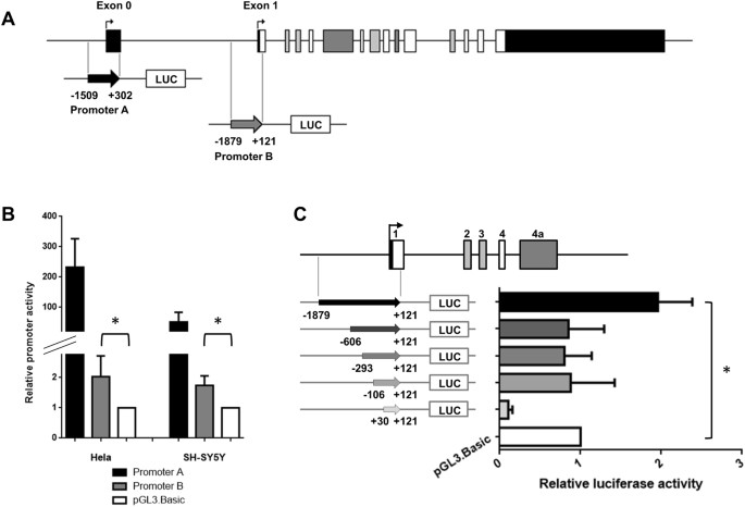 Alternative promoter usage generates novel shorter MAPT mRNA ...