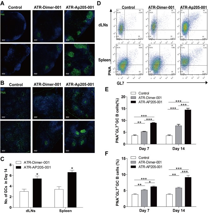 Immune Response of A Novel ATR-AP205-001 Conjugate Anti-hypertensive ...