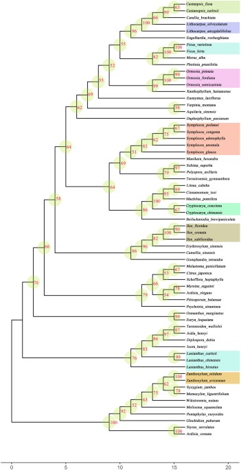 DNA barcoding analysis and phylogenetic relationships of tree species ...