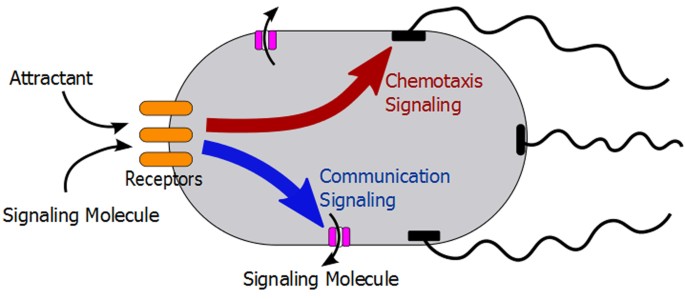Cell-cell communication enhances bacterial chemotaxis toward external ...