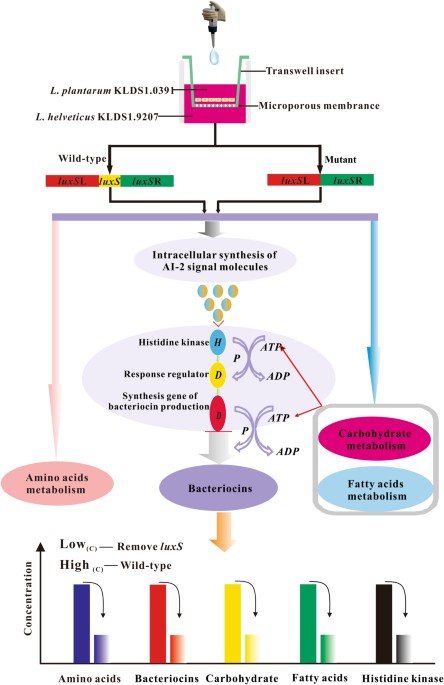 Role of the luxS gene in bacteriocin biosynthesis by Lactobacillus plantarum KLDS1.0391: A ...