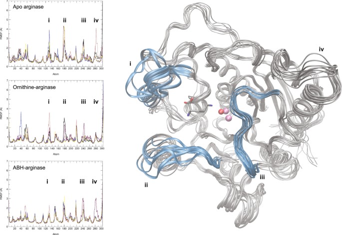 Arginase Structure and Inhibition: Catalytic Site Plasticity Reveals ...