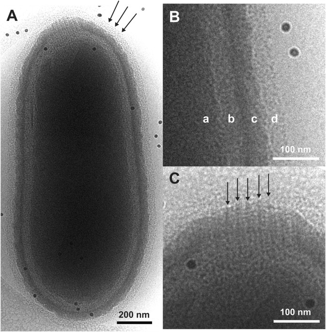 Structural variability and complexity of the giant Pithovirus sibericum ...