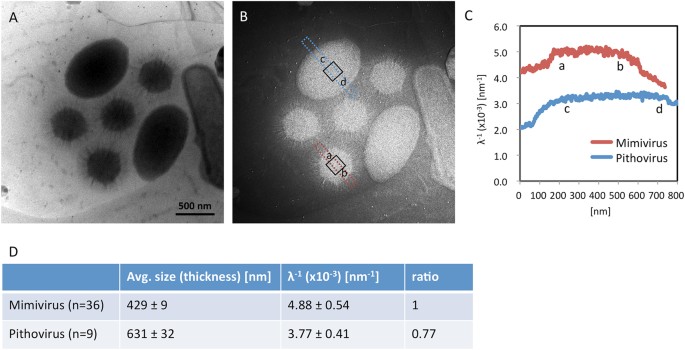 Structural variability and complexity of the giant Pithovirus sibericum ...