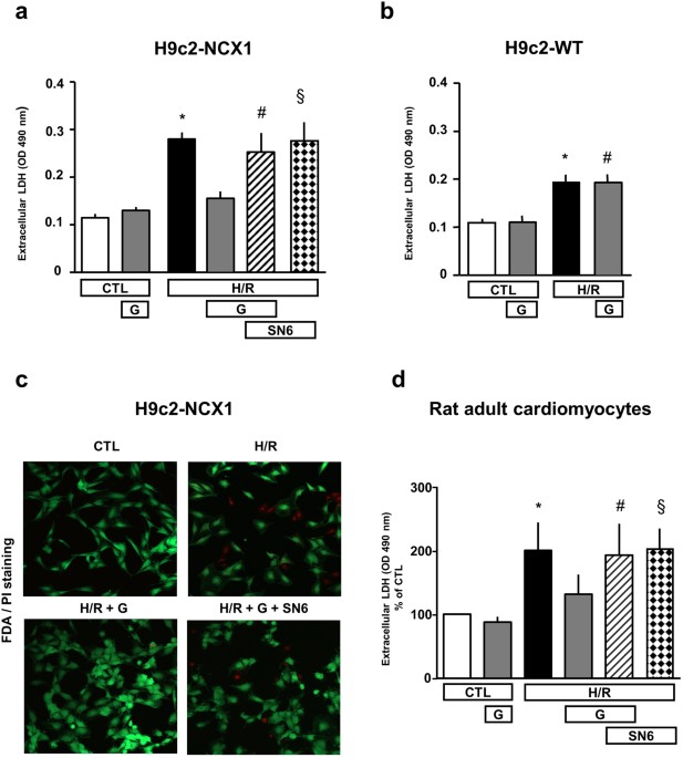 Essential role of the Na + -Ca2 + exchanger (NCX) in glutamate-enhanced ...
