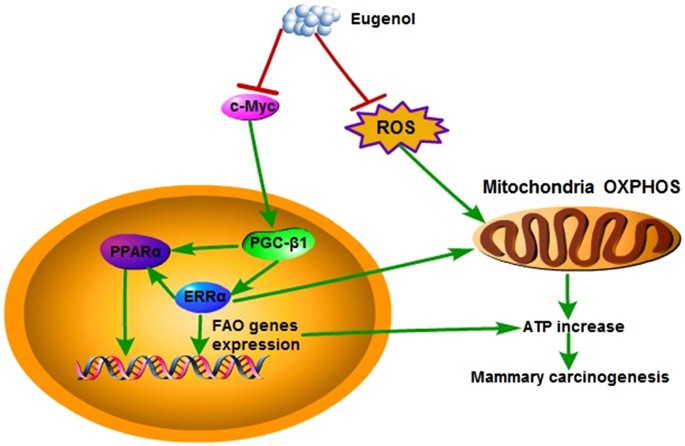 Eugenol inhibits oxidative phosphorylation and fatty acid oxidation via ...