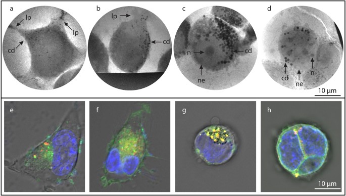 Laboratory cryo x-ray microscopy for 3D cell imaging | Scientific Reports