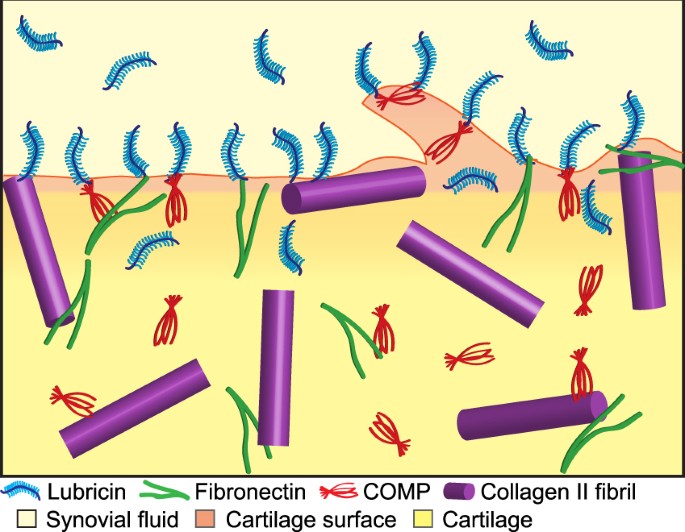 Lubricin binds cartilage proteins, cartilage oligomeric matrix protein ...