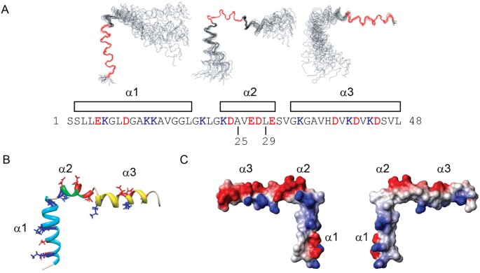 Structural basis for the bacterial membrane insertion of dermcidin ...