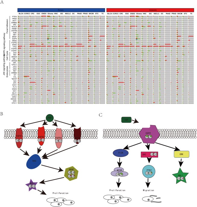 Genomics alterations of metastatic and primary tissues across 15 cancer types | Scientific Reports