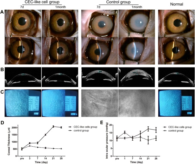 Therapy of corneal endothelial dysfunction with corneal endothelial ...