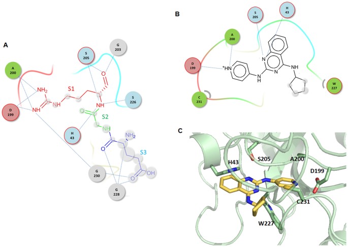 Antithrombotic properties of JJ1, a potent and novel thrombin inhibitor ...