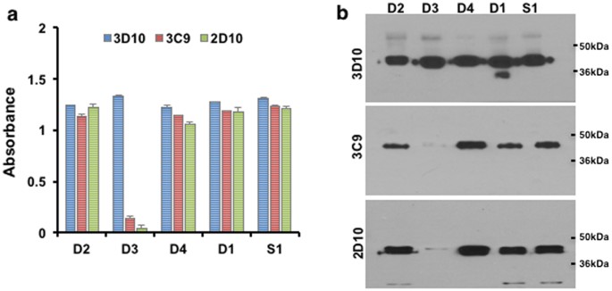 An engineered vaccine of the Plasmodium vivax Duffy binding protein ...