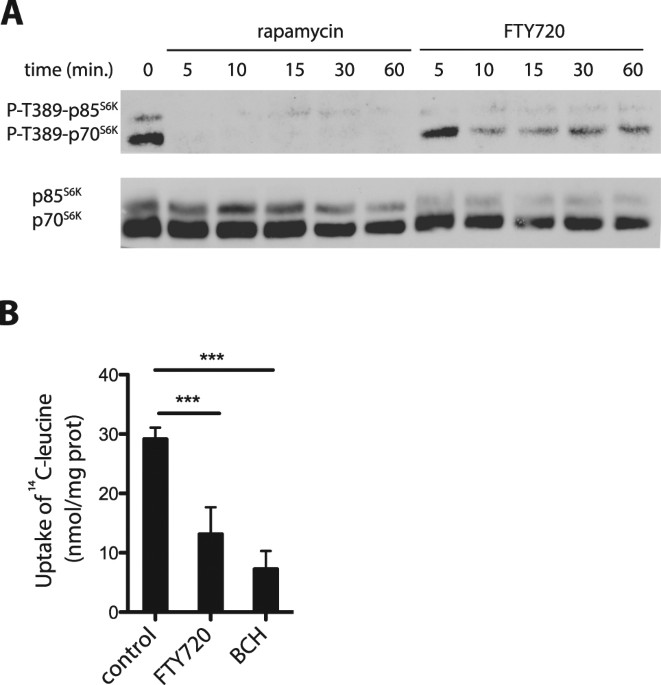 FTY720-induced endocytosis of yeast and human amino acid transporters ...