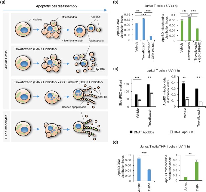 Determining the contents and cell origins of apoptotic bodies by flow ...