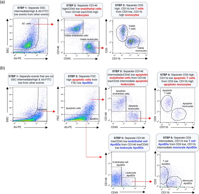 Determining the contents and cell origins of apoptotic bodies by flow ...