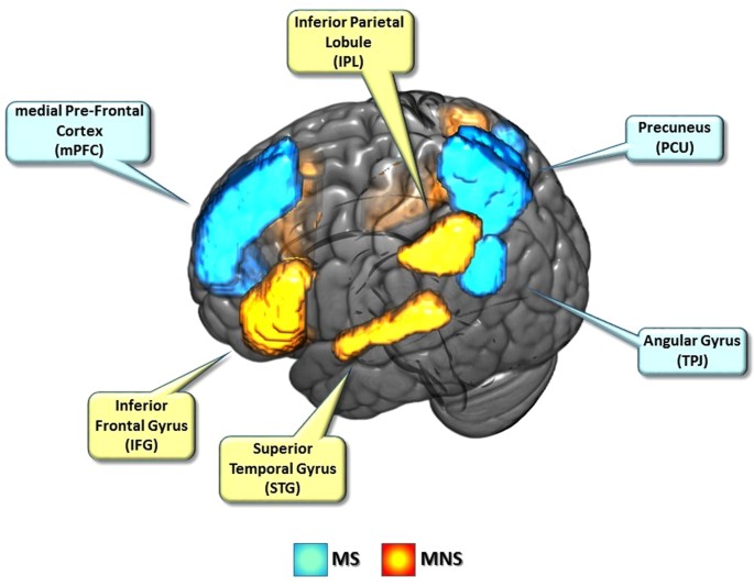 Potential for social involvement modulates activity within the mirror ...