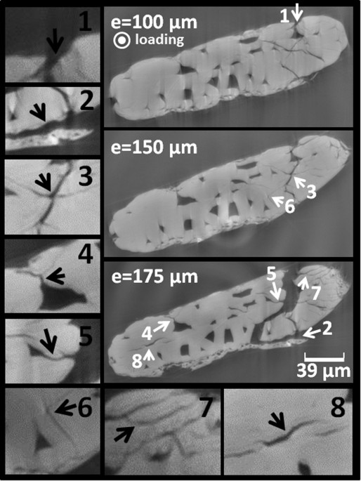 Damage mechanisms in defected natural fibers | Scientific Reports