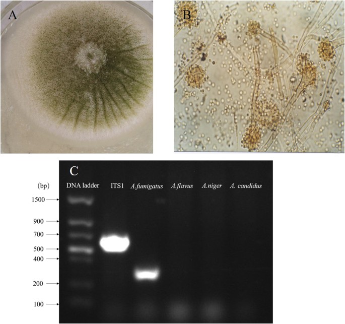 Co-infection of Chlamydia psittaci with H9N2, ORT and Aspergillus ...