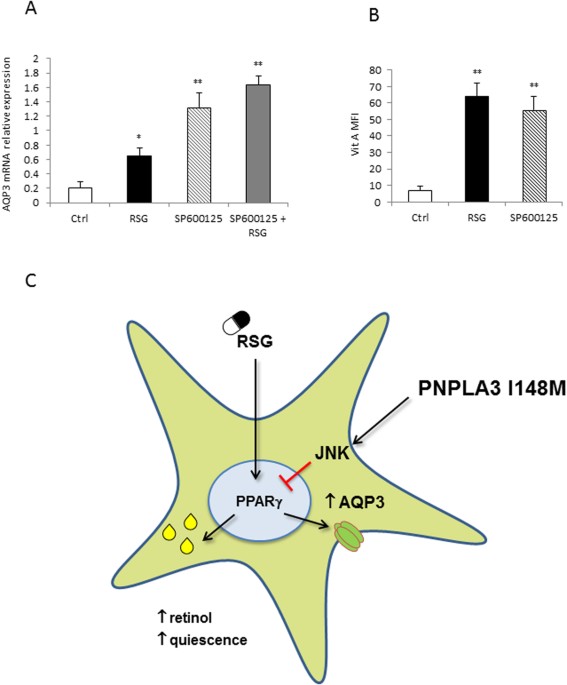 AQP3 is regulated by PPARγ and JNK in hepatic stellate cells carrying ...