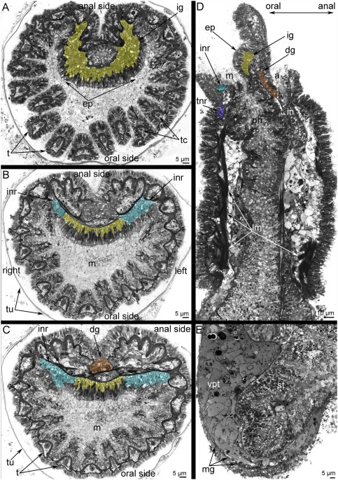 Innervation of the lophophore suggests that the phoronid Phoronis ...