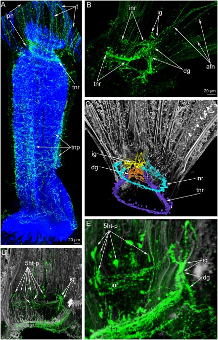 Innervation of the lophophore suggests that the phoronid Phoronis ...
