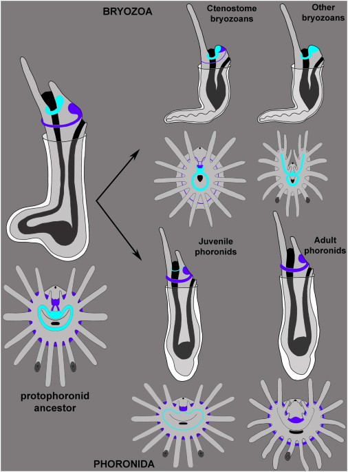 Innervation of the lophophore suggests that the phoronid Phoronis ...