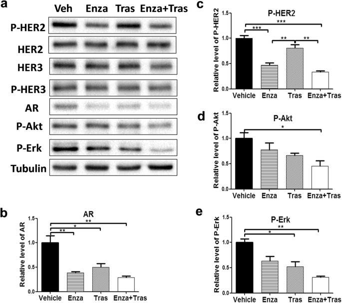 Targeting Androgen Receptor in Treating HER2 Positive Breast Cancer ...