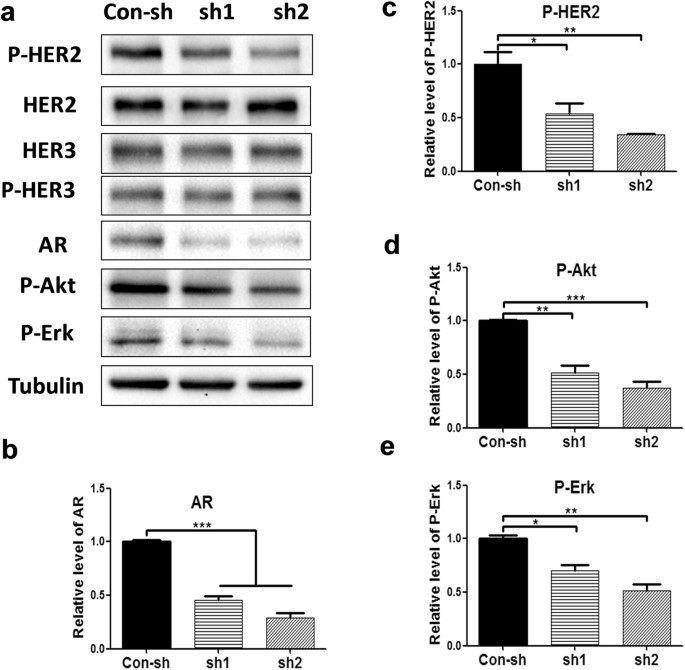 Targeting Androgen Receptor in Treating HER2 Positive Breast Cancer ...