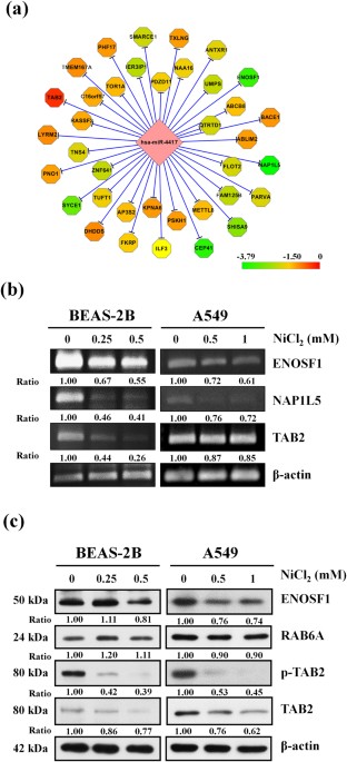 Upregulation of microRNA-4417 and Its Target Genes Contribute to Nickel ...