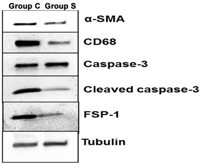 CorMatrix Wrapped Around the Adventitia of the Arteriovenous Fistula ...