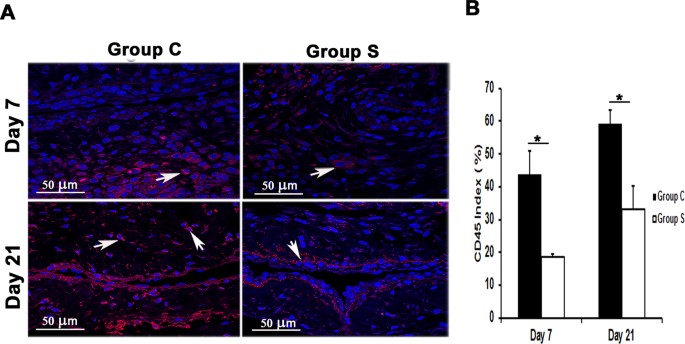 CorMatrix Wrapped Around the Adventitia of the Arteriovenous Fistula ...