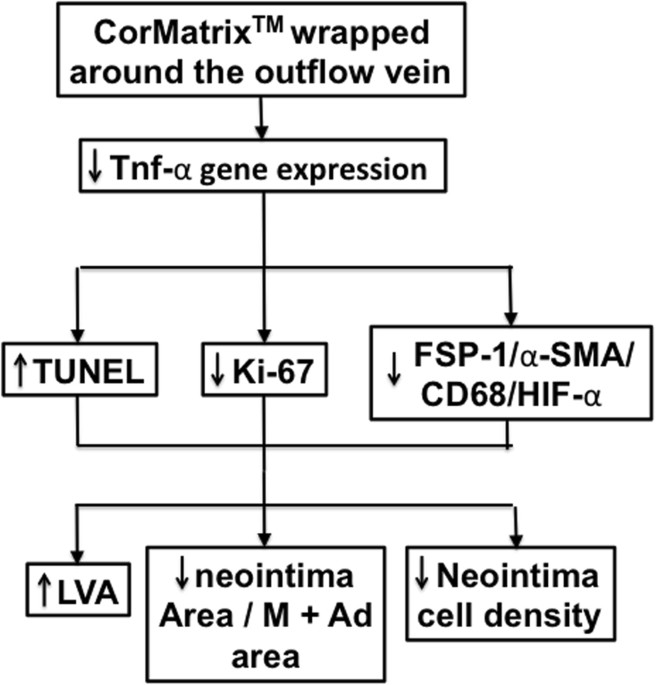 CorMatrix Wrapped Around the Adventitia of the Arteriovenous Fistula ...