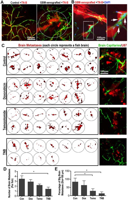 Identify a Blood-Brain Barrier Penetrating Drug-TNB using Zebrafish ...
