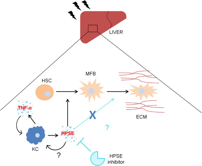 Heparanase and macrophage interplay in the onset of liver fibrosis ...
