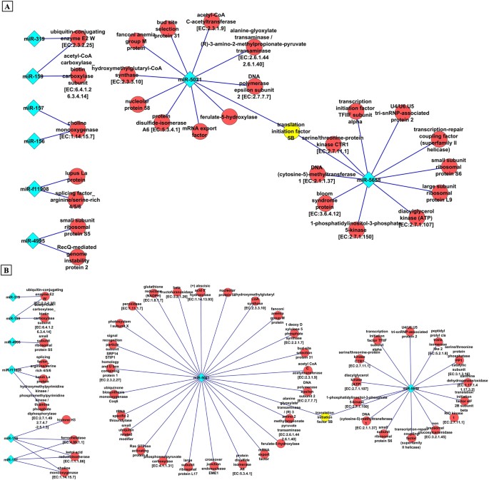 A novel miRNA analysis framework to analyze differential biological networks | Scientific Reports