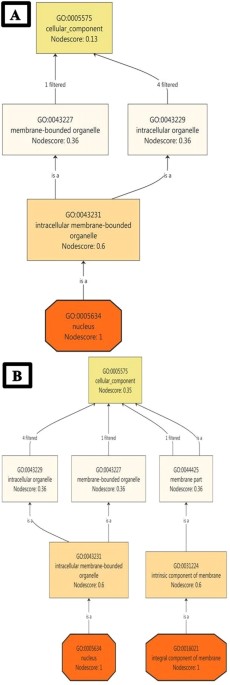 A novel miRNA analysis framework to analyze differential biological networks | Scientific Reports