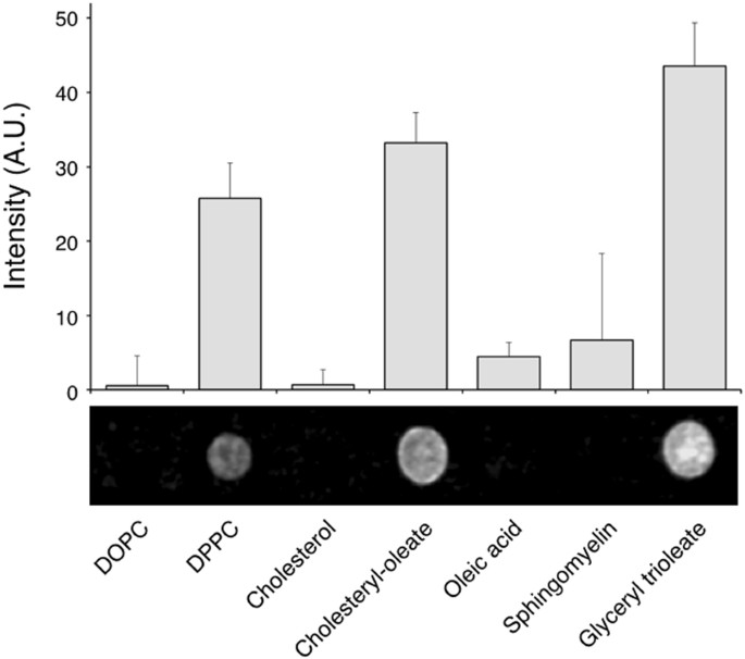 Visualization of lipid directed dynamics of perilipin 1 in human ...