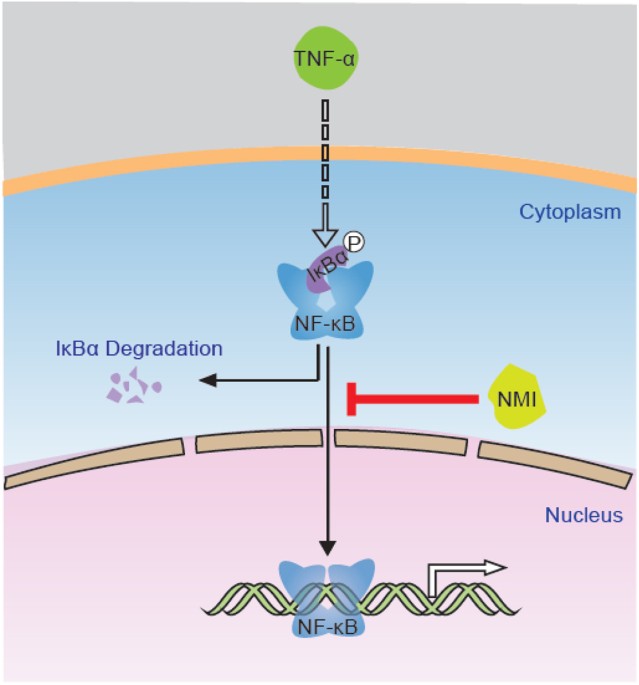 N Myc Interacting Protein Negatively Regulates Tnf α Induced Nf κb