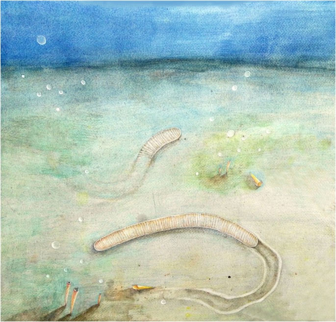 Centimeter-wide worm-like fossils from the lowest Cambrian of South ...