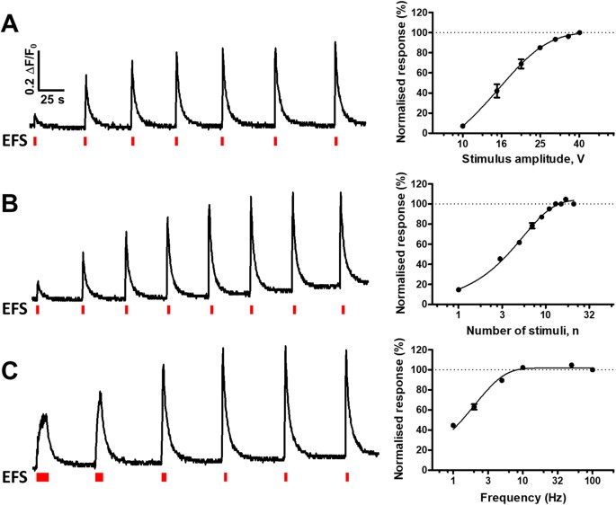 A high-throughput model for investigating neuronal function and ...