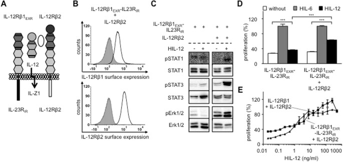 IL-6/IL-12 Cytokine Receptor Shuffling of Extra- and Intracellular ...