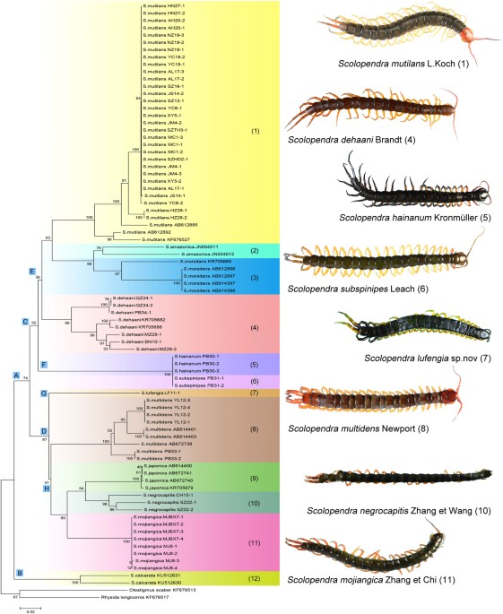 Taxonomy and Identification of the Genus Scolopendra in China Using ...