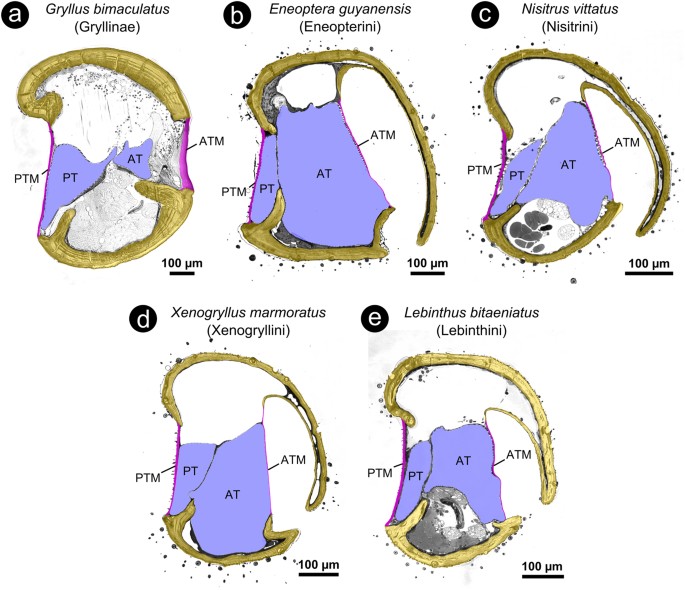 Hearing with exceptionally thin tympana: Ear morphology and tympanal ...