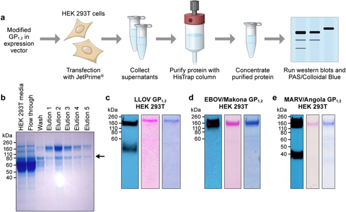 Production and Purification of Filovirus Glycoproteins in Insect and ...