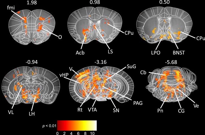 Brain activation induced by chronic psychosocial stress in mice ...